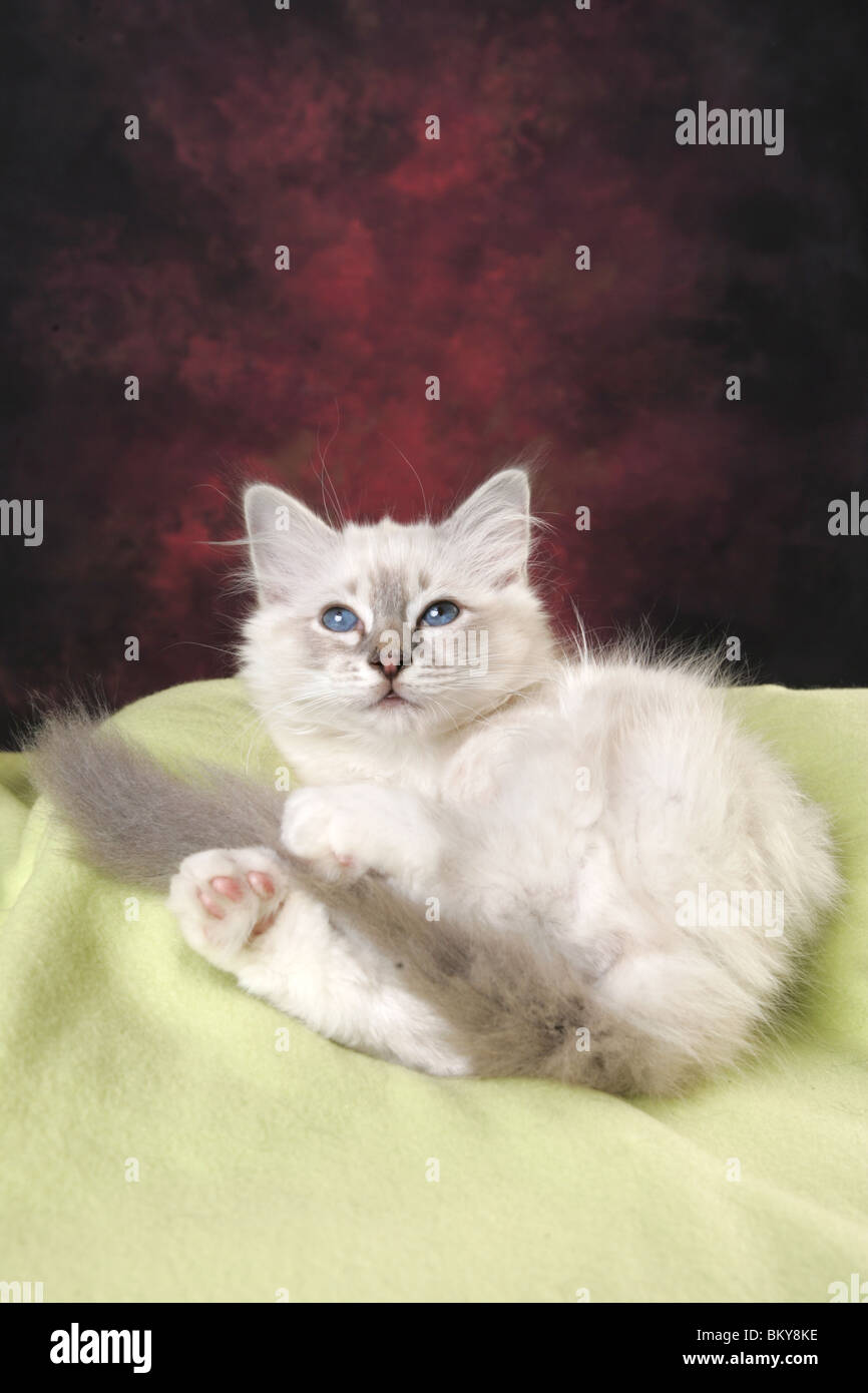 Lilac Point Birman Cat High Resolution Stock Photography and Images - Alamy