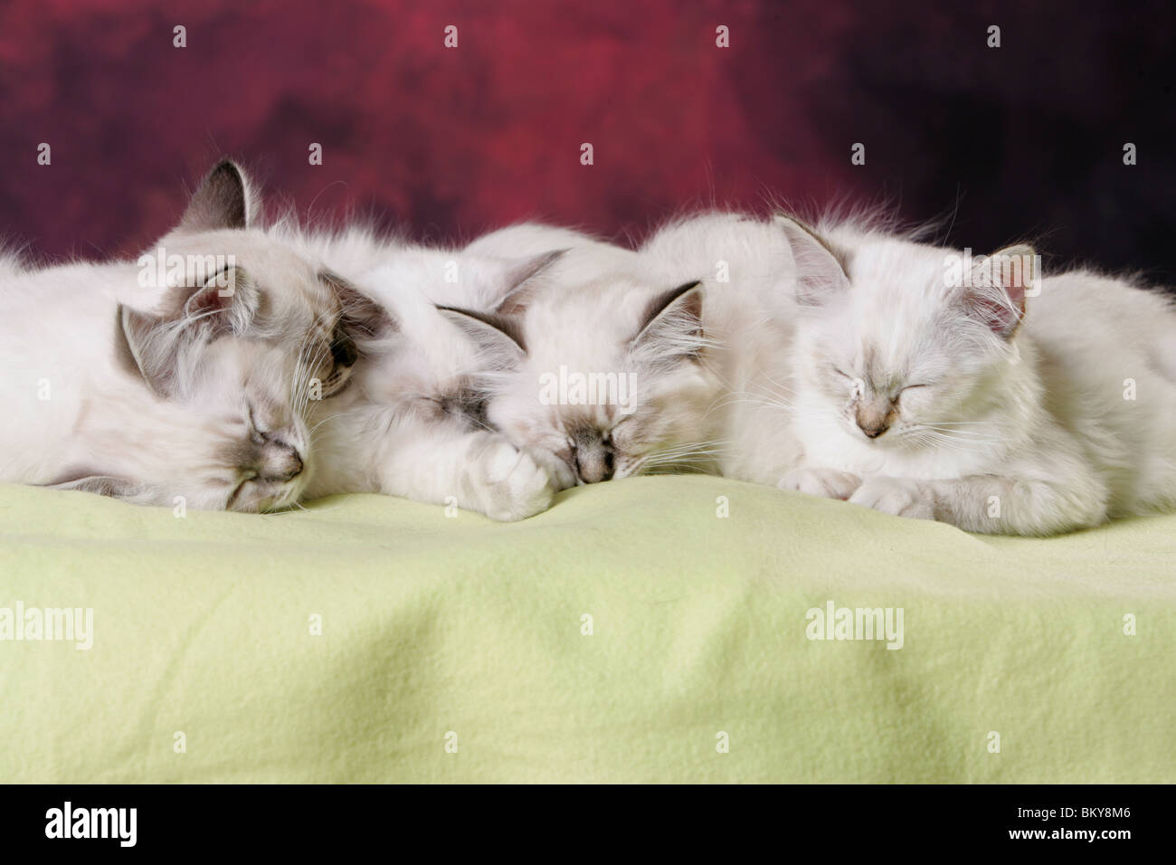 Sacred Birman Kitten Stock Photo - Alamy