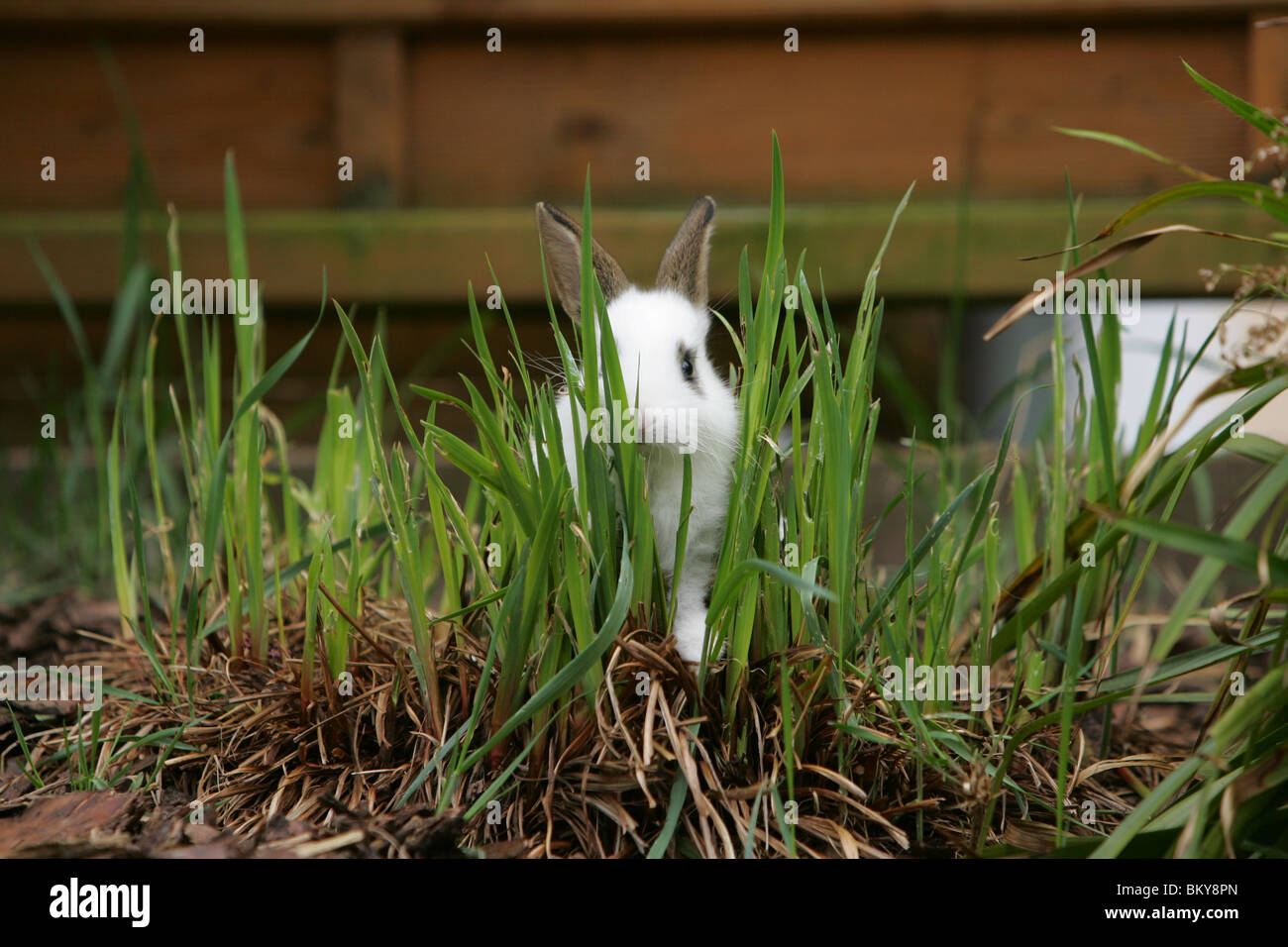 Bunnys hi-res stock photography and images - Alamy