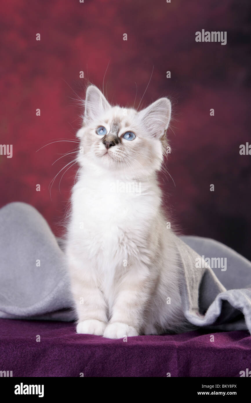 Sacred Birman Kitten Stock Photo - Alamy