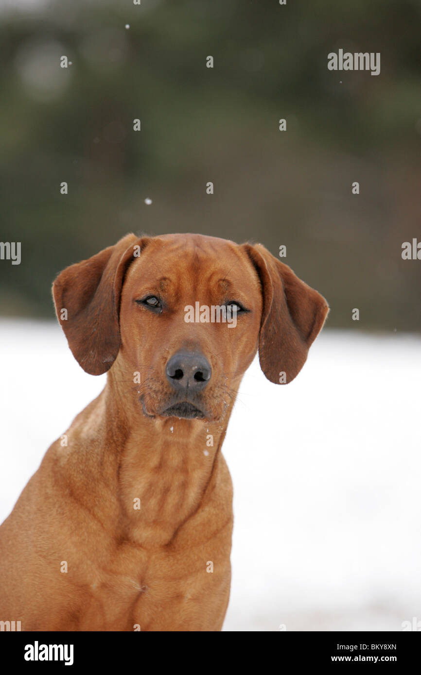Rhodesian Ridgeback Portrait Stock Photo - Alamy