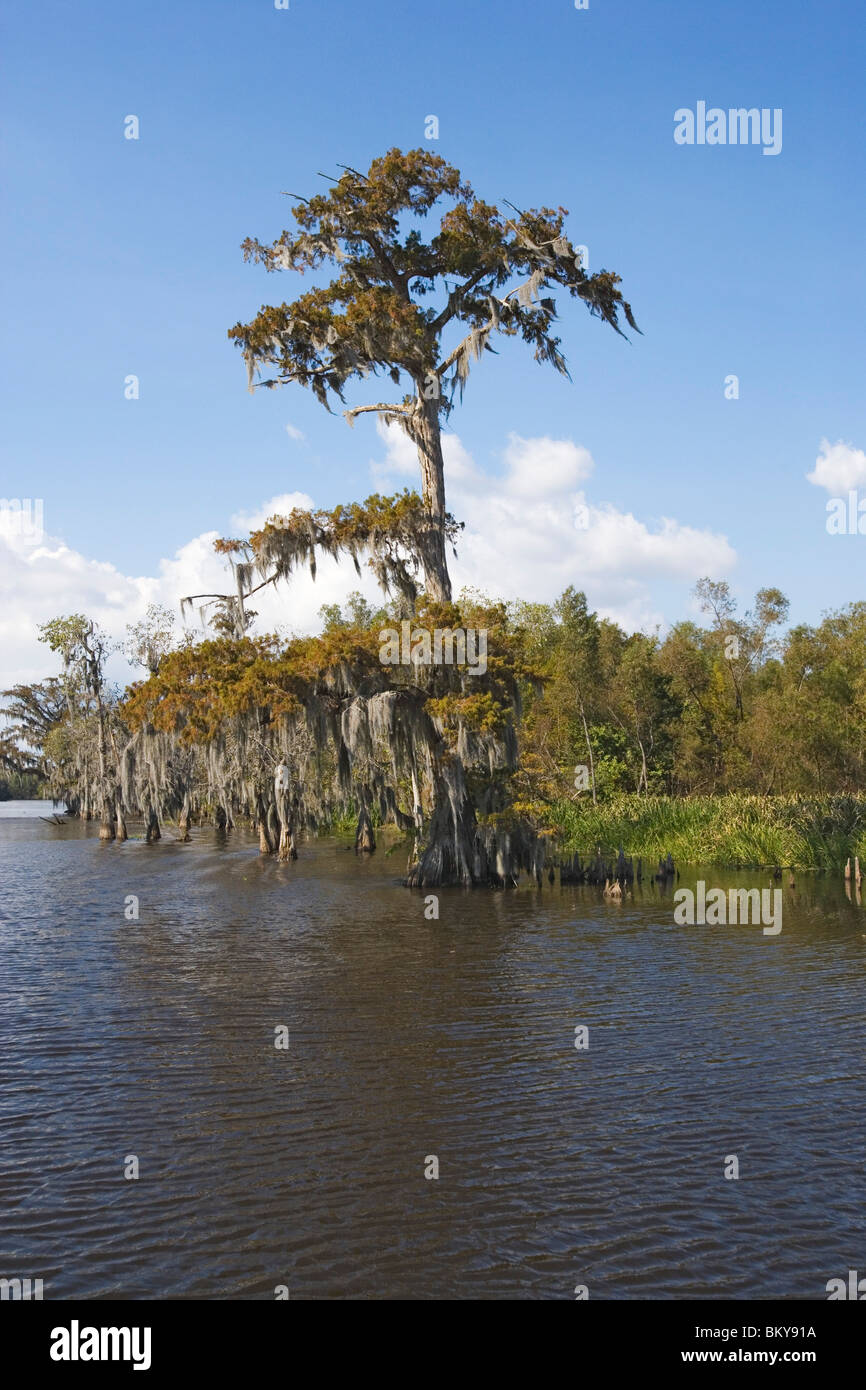 Old cedar trees with spanish moss on the edge of a bayou, Attakapas ...