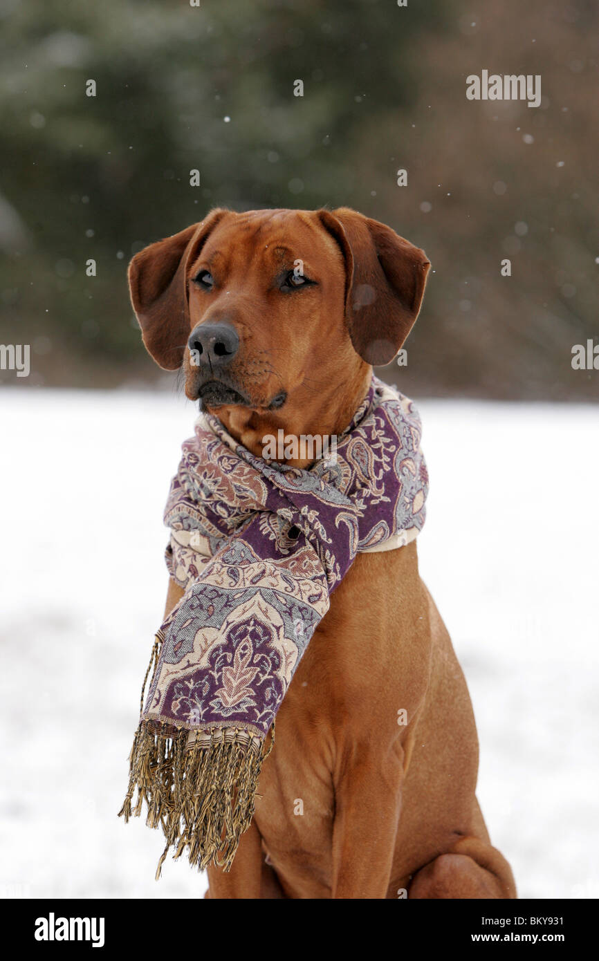 Rhodesian Ridgeback Portrait Stock Photo - Alamy