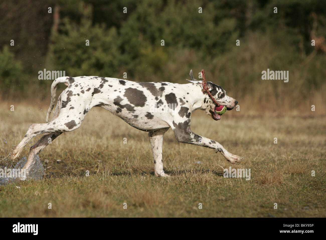 playing Great Dane Stock Photo - Alamy