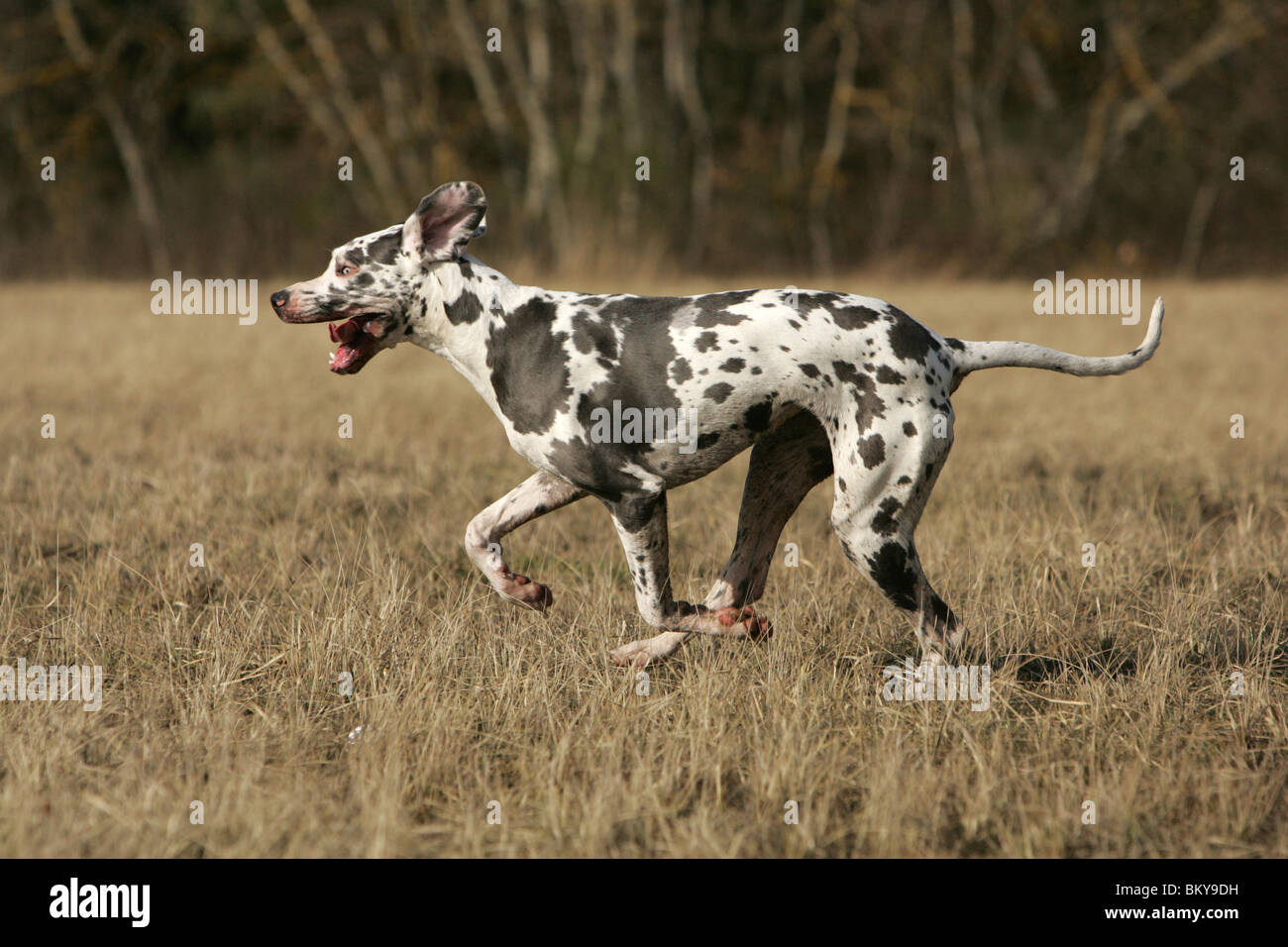 running Great Dane Stock Photo - Alamy