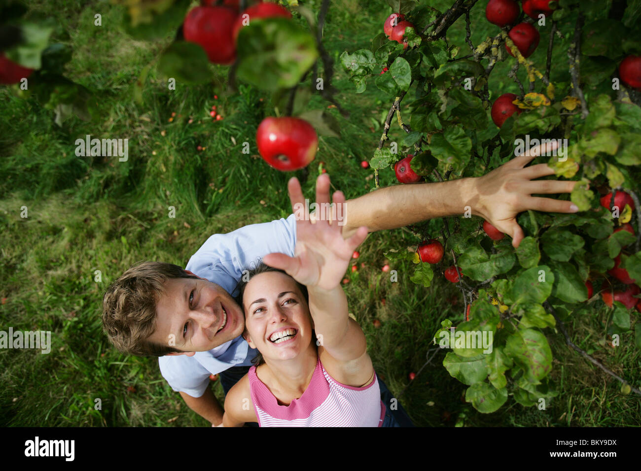 People reaching fruit on tree hi-res stock photography and images - Alamy