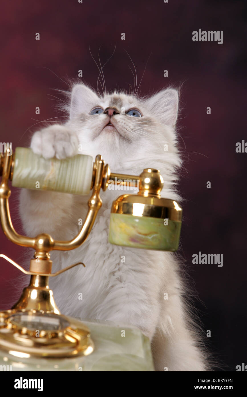 Sacred Birman Kitten Stock Photo - Alamy