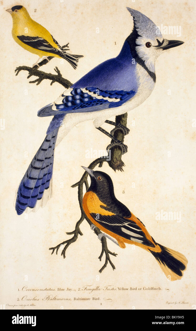 Blue Jay, Goldfinch and Baltimore Bird, by A. Wilson Stock Photo - Alamy