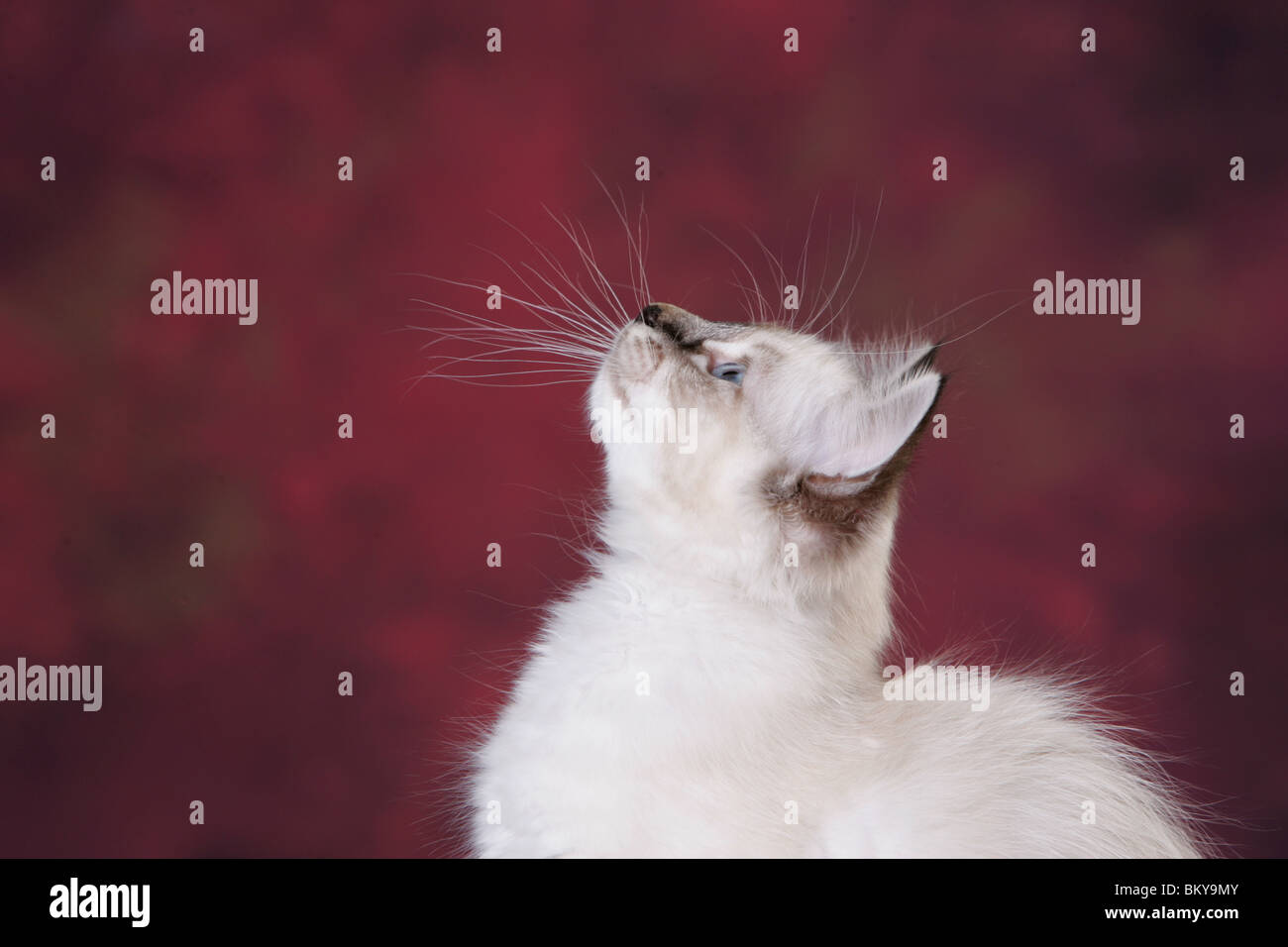 Sacred Birman Kitten Stock Photo - Alamy