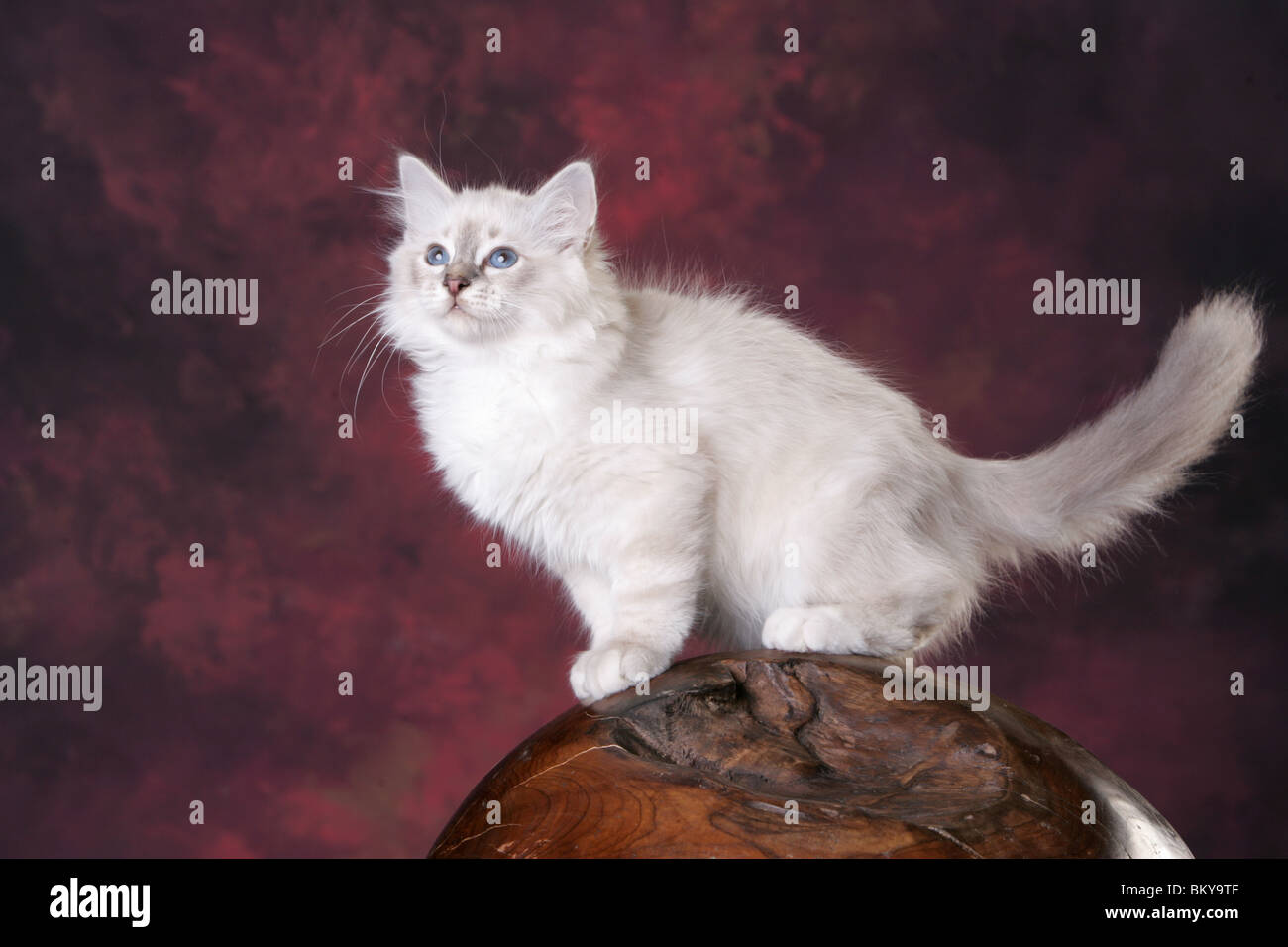 Lilac Point Birman Cat High Resolution Stock Photography and Images - Alamy
