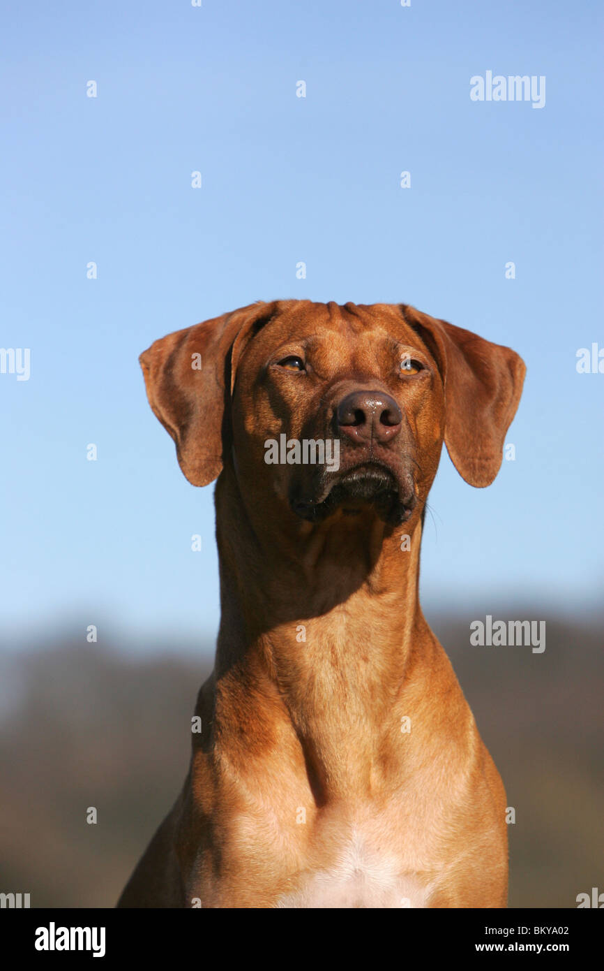 Rhodesian Ridgeback Portrait Stock Photo - Alamy
