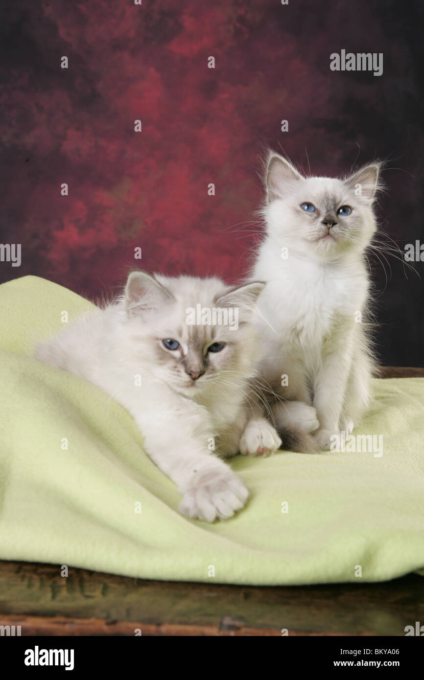 Lilac point birman cat hi-res stock photography and images - Alamy