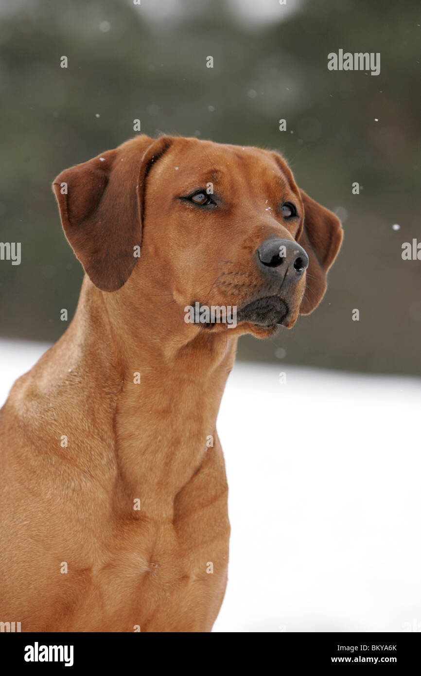 Rhodesian Ridgeback Portrait Stock Photo - Alamy