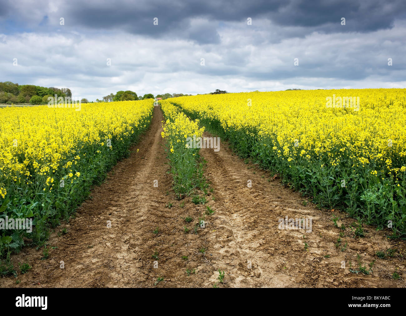 A path through a field of rapeseed in Essex. Photo by Gordon Scammell ...