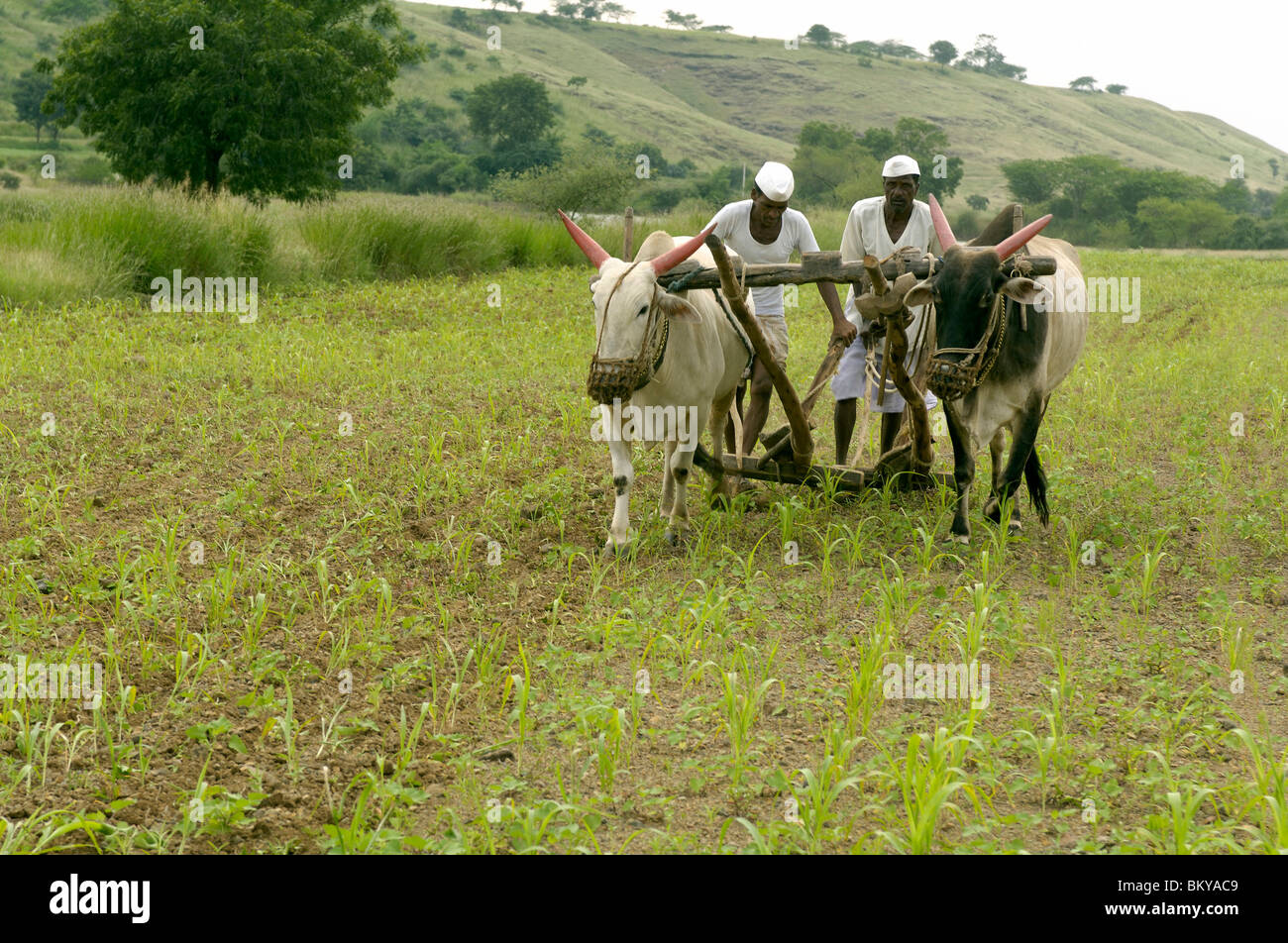 Ploughing of fields with bullocks at Ralegan Siddhi near Pune ...