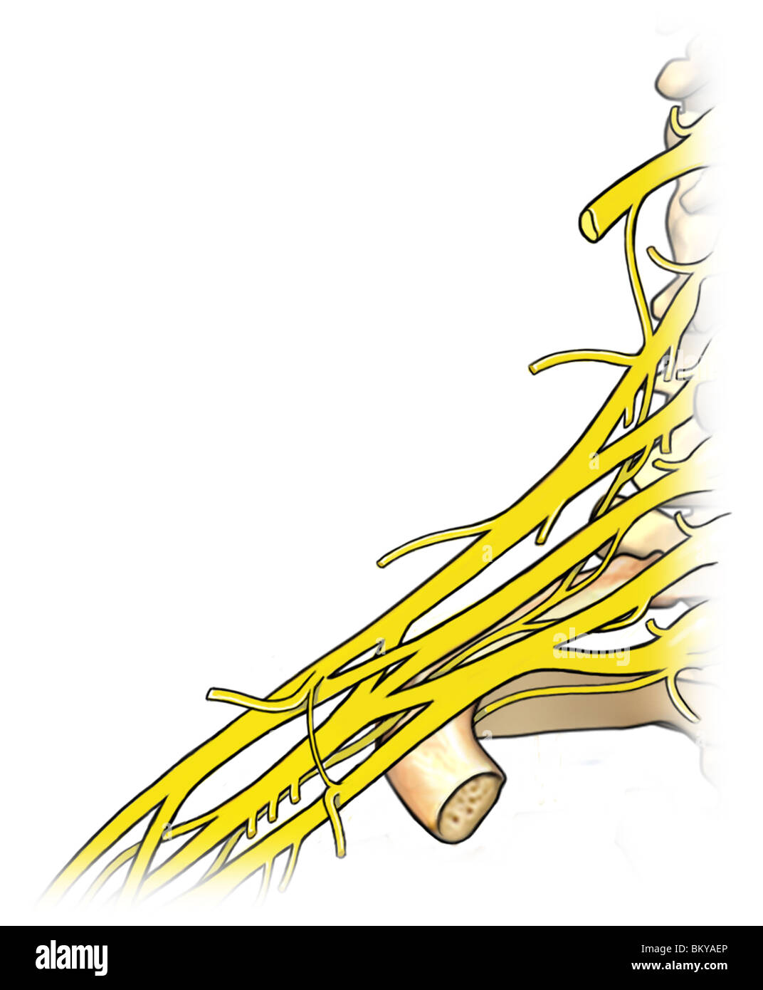 Sympathetic innervation hi-res stock photography and images - Alamy