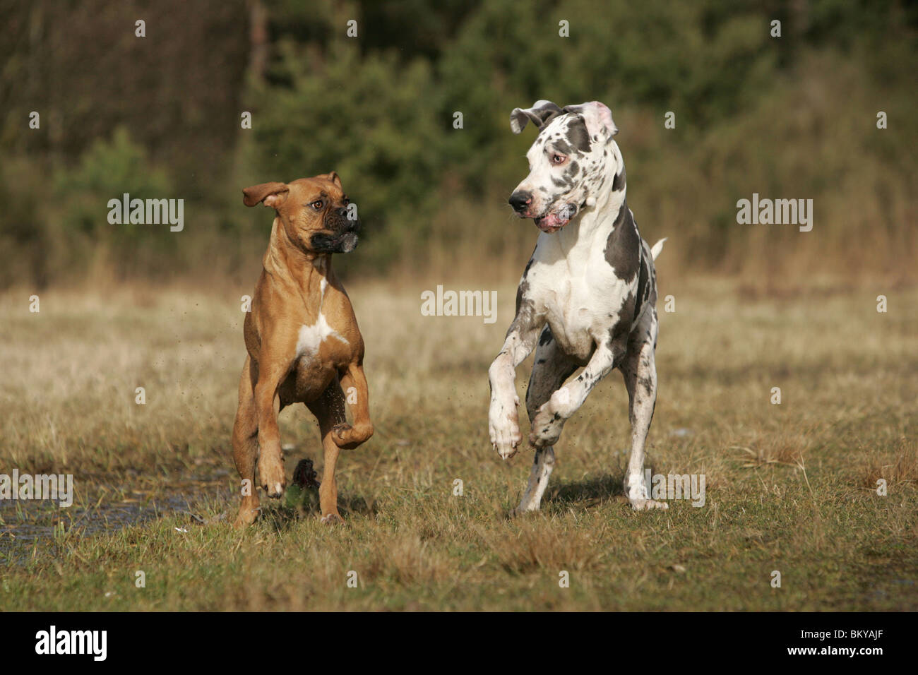 Boxer dane High Resolution Stock Photography and Images - Alamy