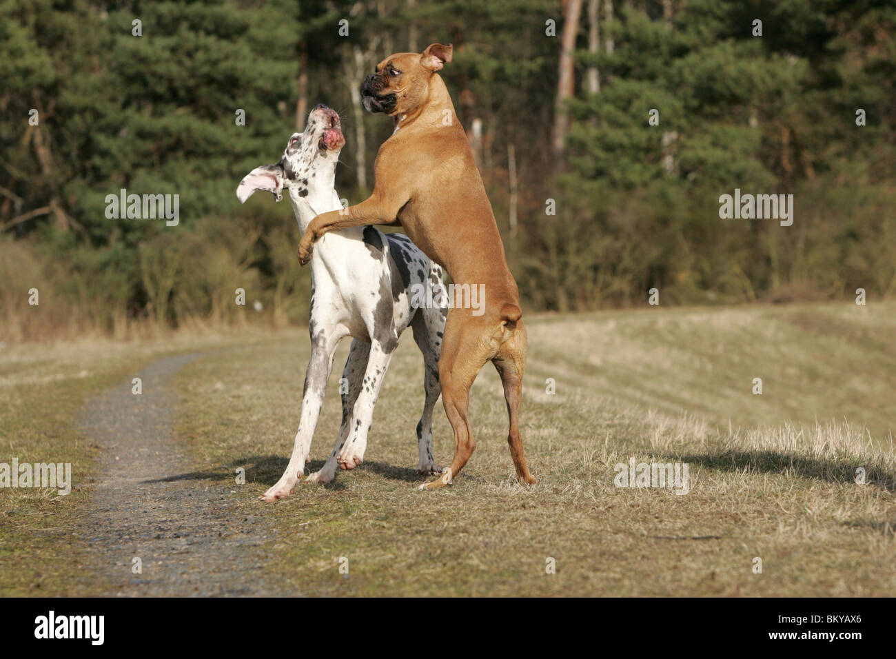 Boxer dane hi-res stock photography and images - Alamy