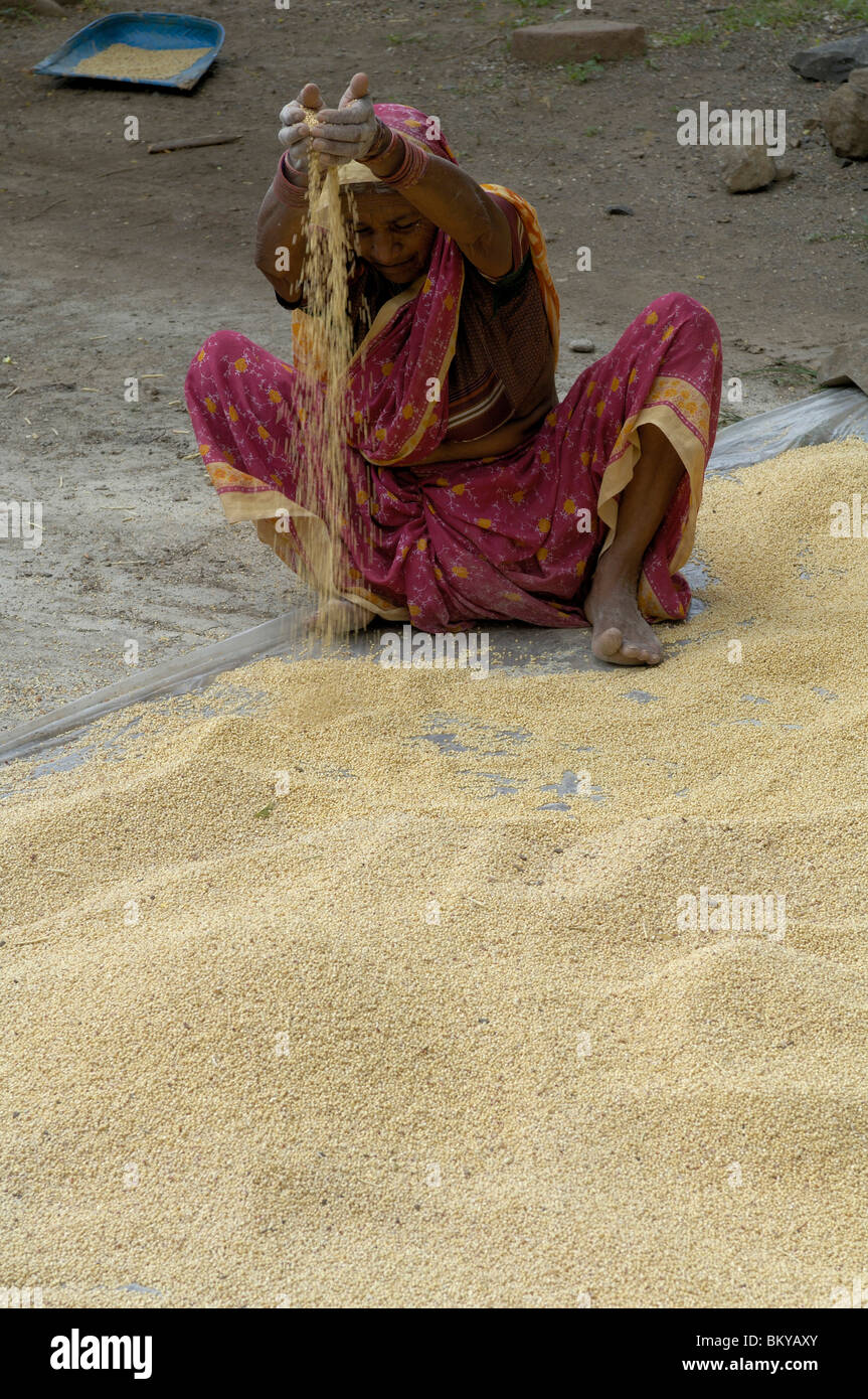 Jowar grains being cleaned at Ralegan Siddhi near Pune ; Maharashtra ...