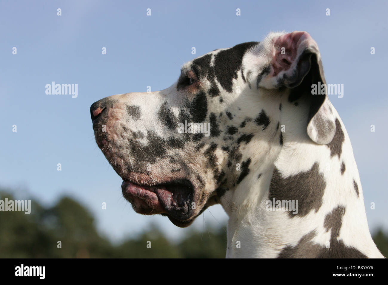 Great Dane Portrait Stock Photo - Alamy