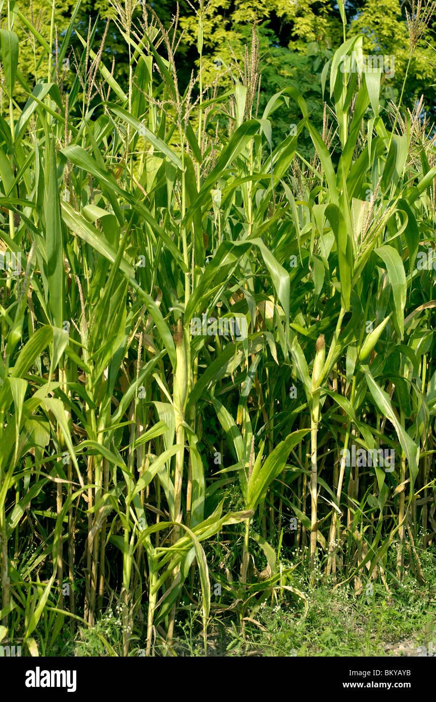 Ralegan Stock Photos & Ralegan Stock Images - Alamy