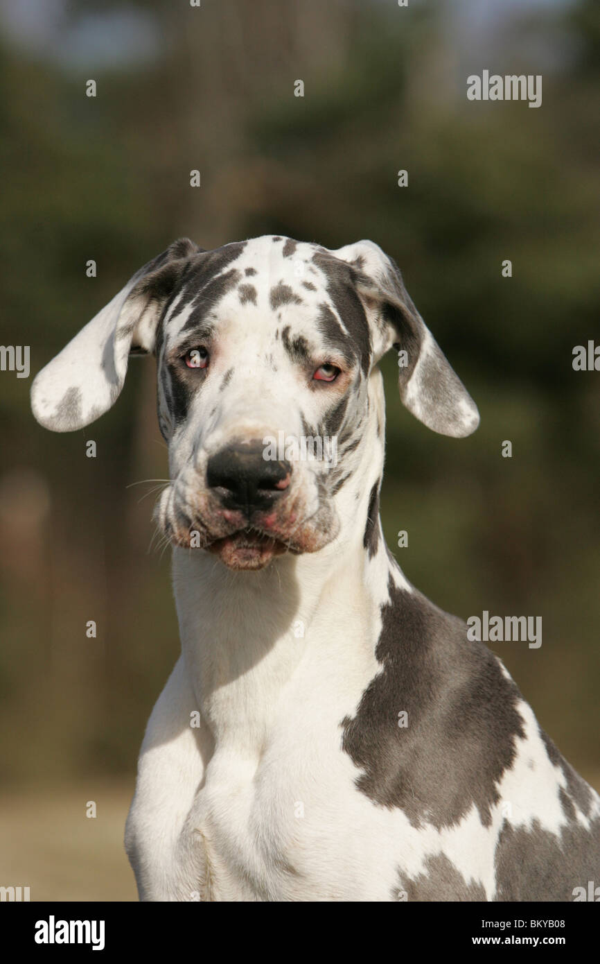 Great Dane Portrait Stock Photo - Alamy