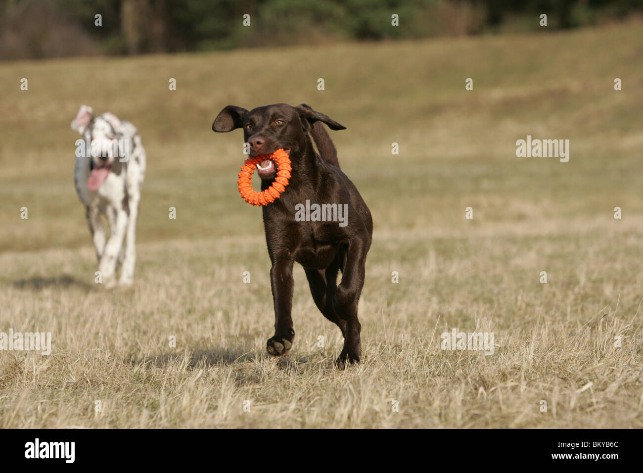 playing Labrador Retriever Stock Photo - Alamy