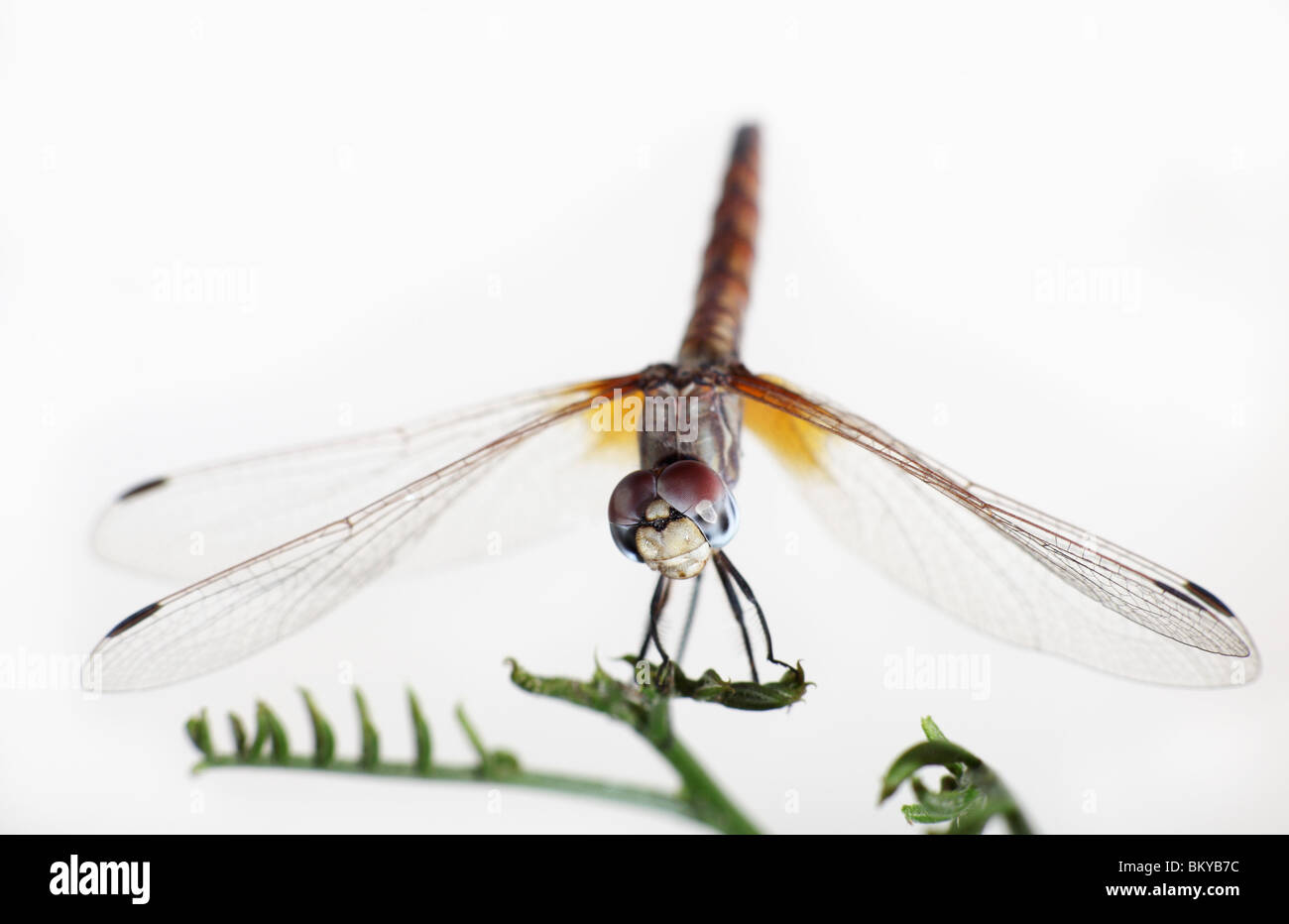 A female Dropwing aurora female, Trithemis aurora, resting on an acacia ...