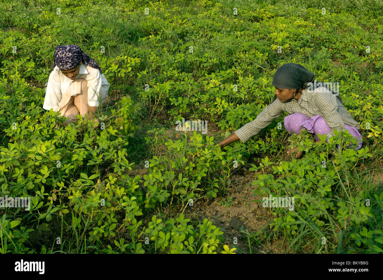 Ground nut crop harvesting at Ralegan Siddhi near Pune, Maharashtra ...