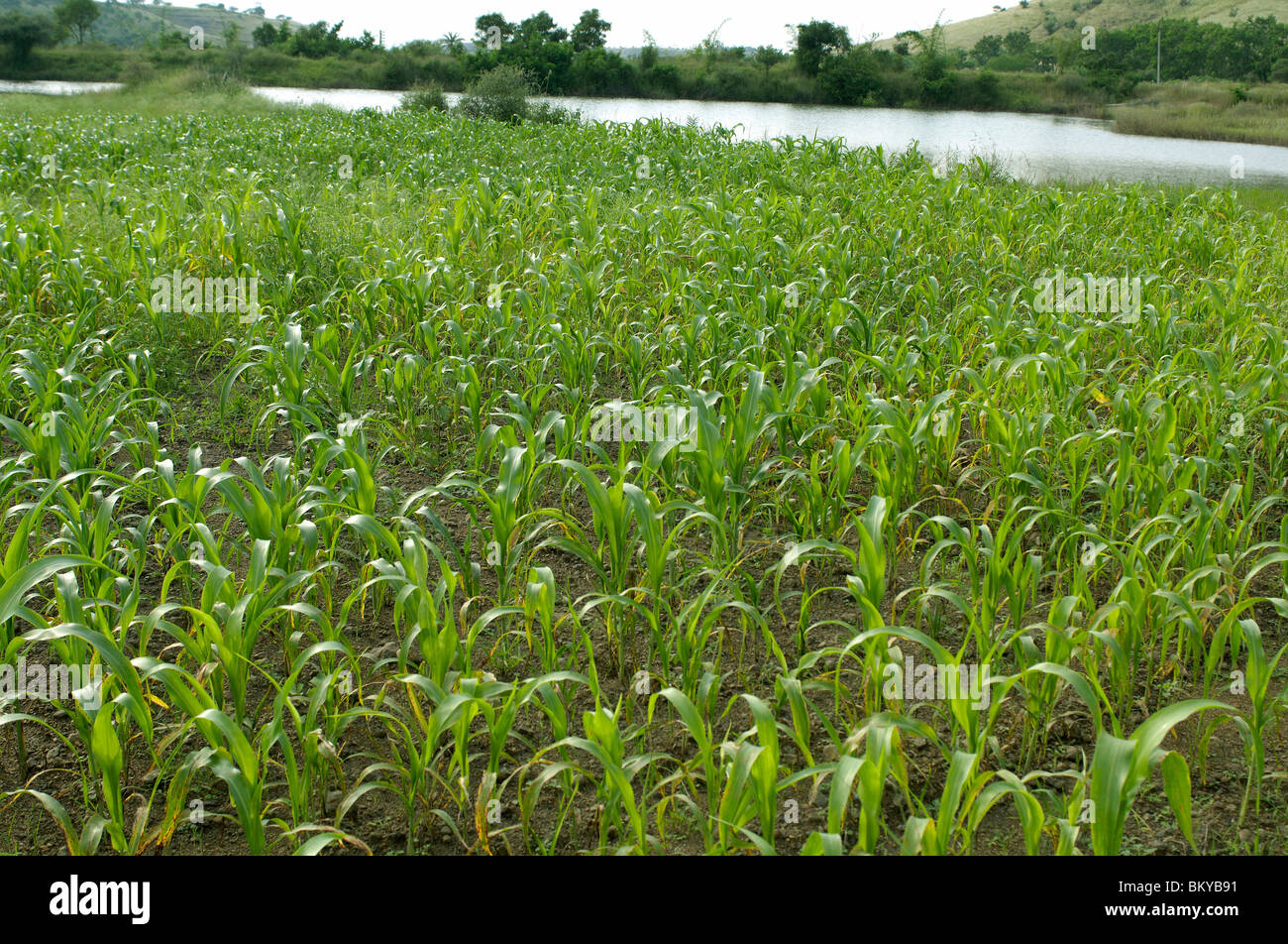 Maharashtra india asia dinodia hi-res stock photography and images - Alamy