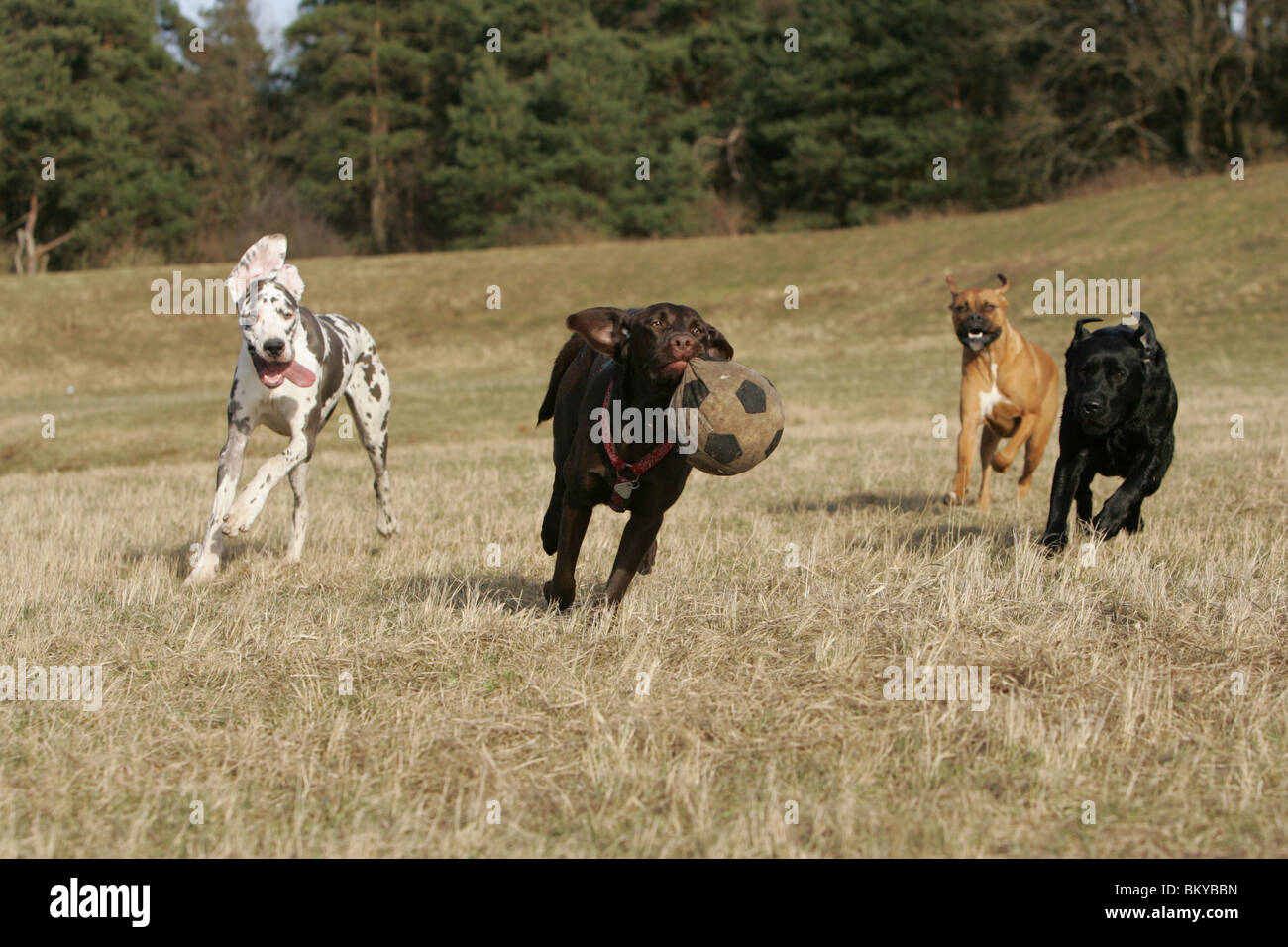 Four dogs hunting hi-res stock photography and images - Alamy