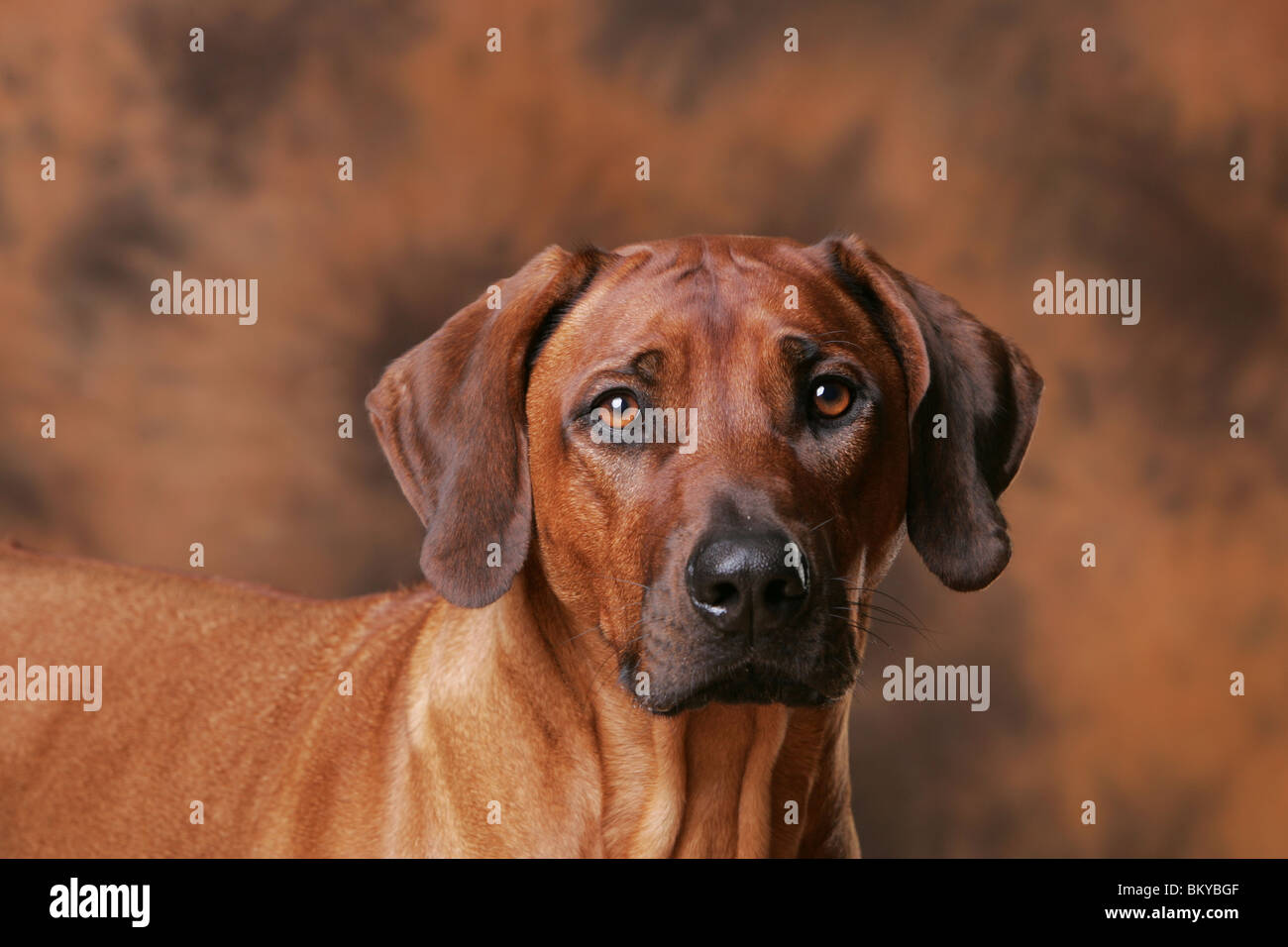 Rhodesian Ridgeback Portrait Stock Photo - Alamy
