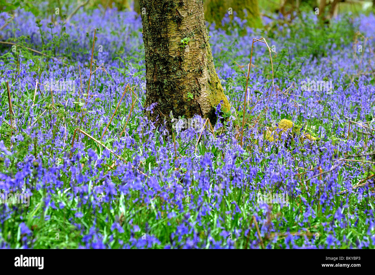 Close up of bluebells hi-res stock photography and images - Alamy