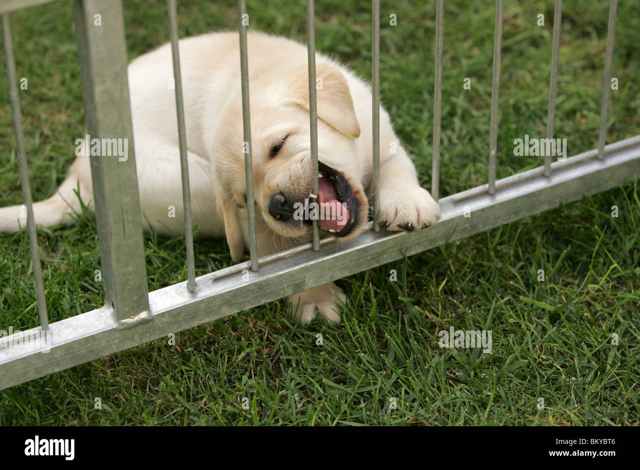 Retriever bites hi-res stock photography and images - Alamy