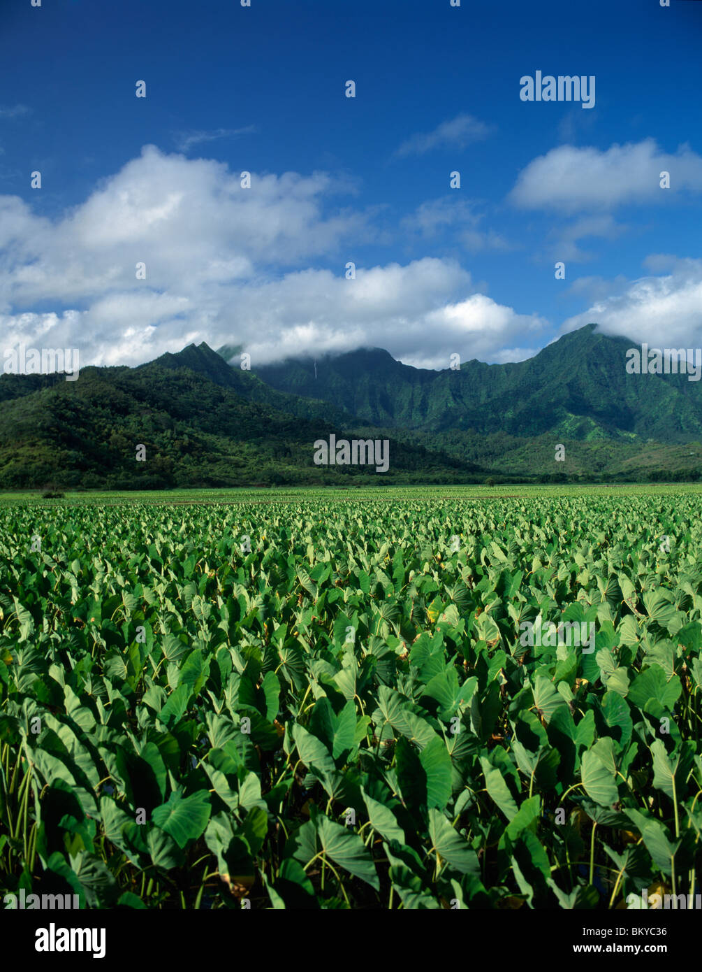 Taro leaf kauai hi-res stock photography and images - Alamy