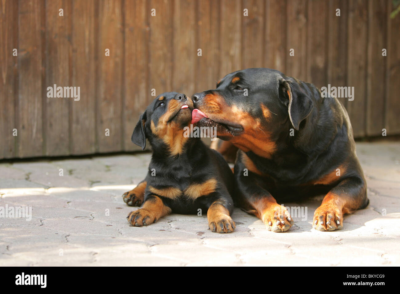 Rottweilers two dog rottweiler hi-res stock photography and images - Alamy