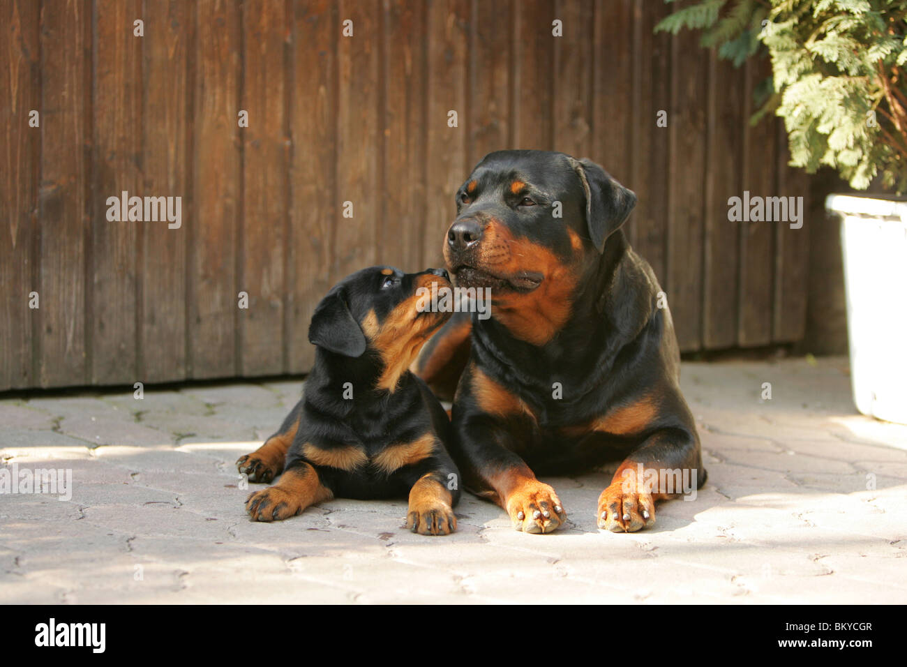 Rottweilers Two Dog Rottweiler High Resolution Stock Photography and ...
