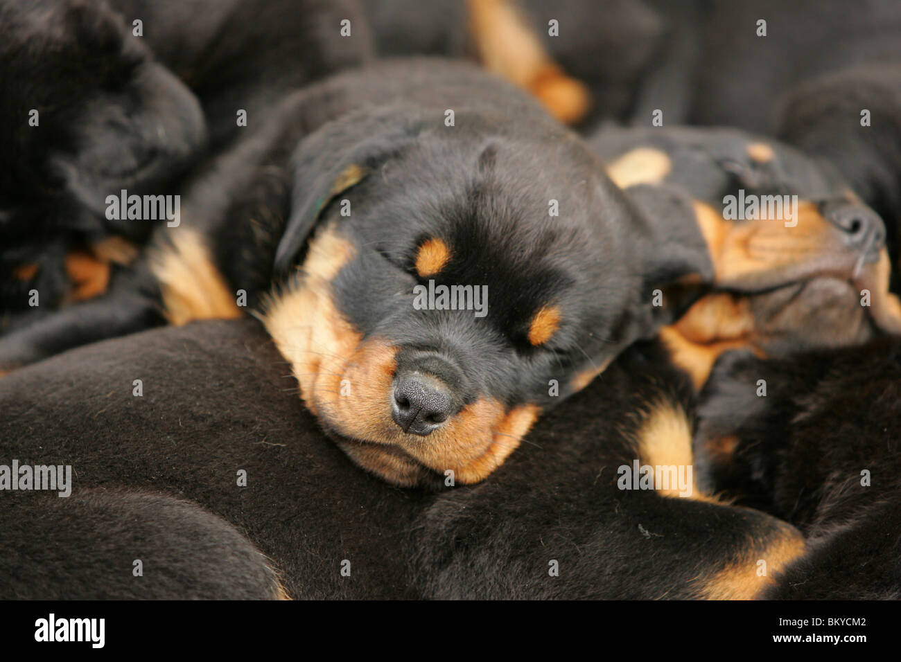 Three rottweiler dogs hi-res stock photography and images - Alamy