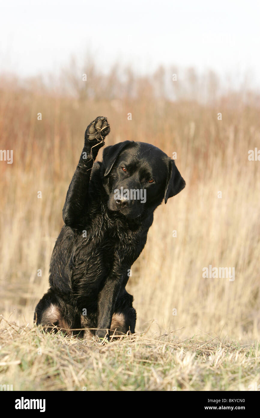 Labrador Retriever shows trick Stock Photo - Alamy