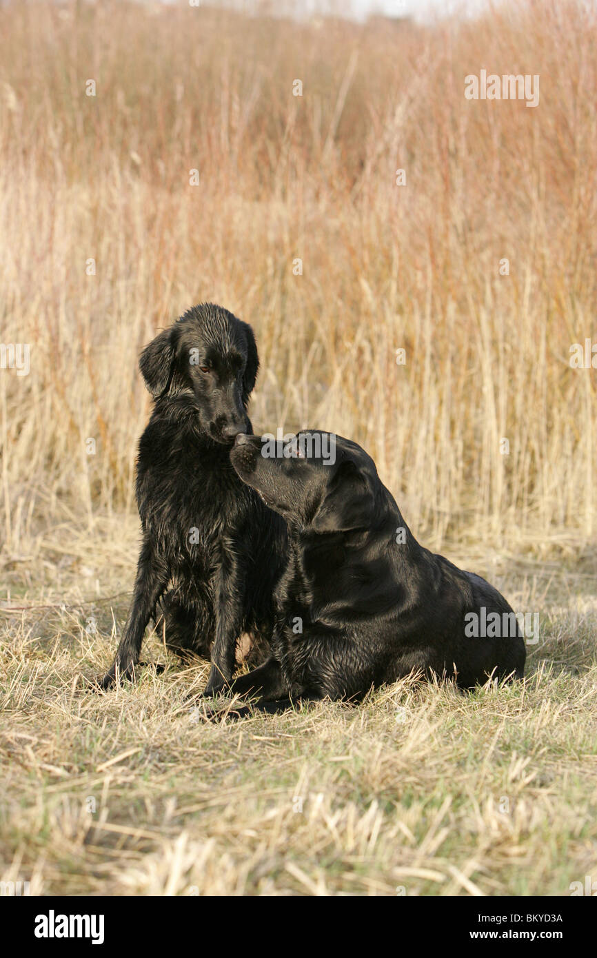 Flat Coated Retriever & Labrador Retriever Stock Photo - Alamy