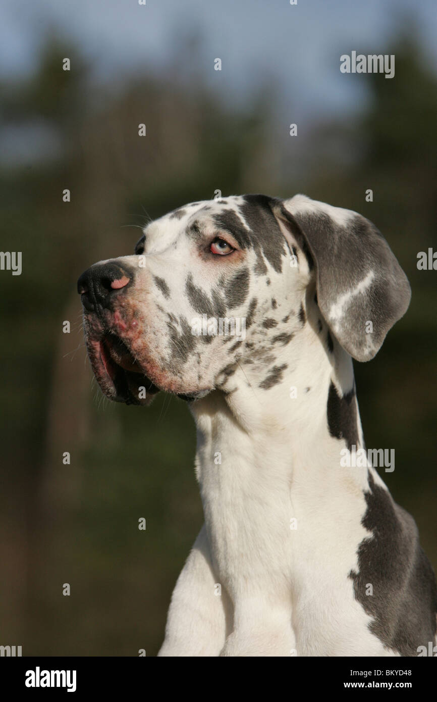 Great Dane Portrait Stock Photo - Alamy