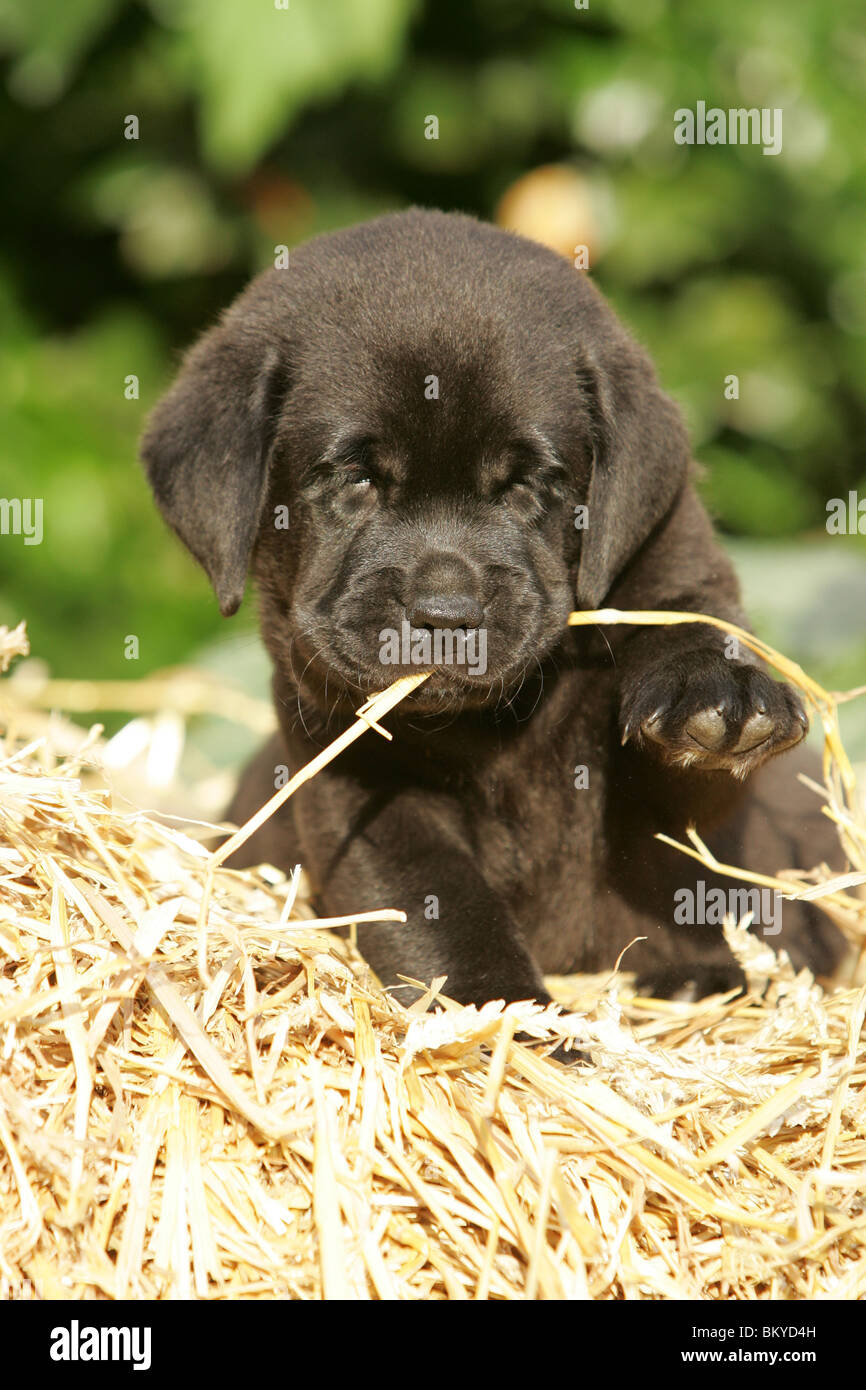 Labrador Retriever Puppy Stock Photo - Alamy