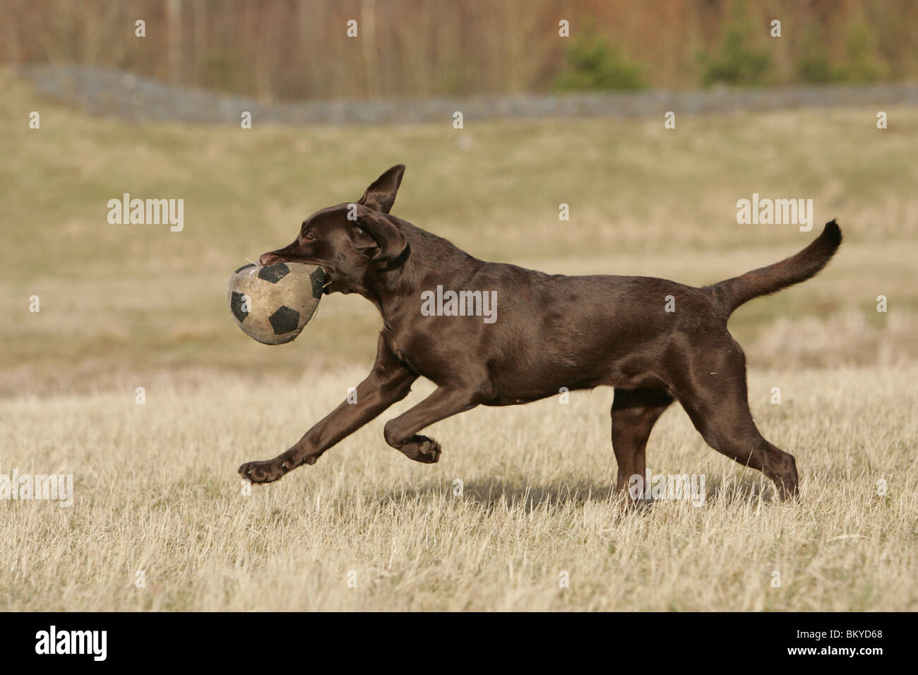 playing Labrador Retriever Stock Photo - Alamy
