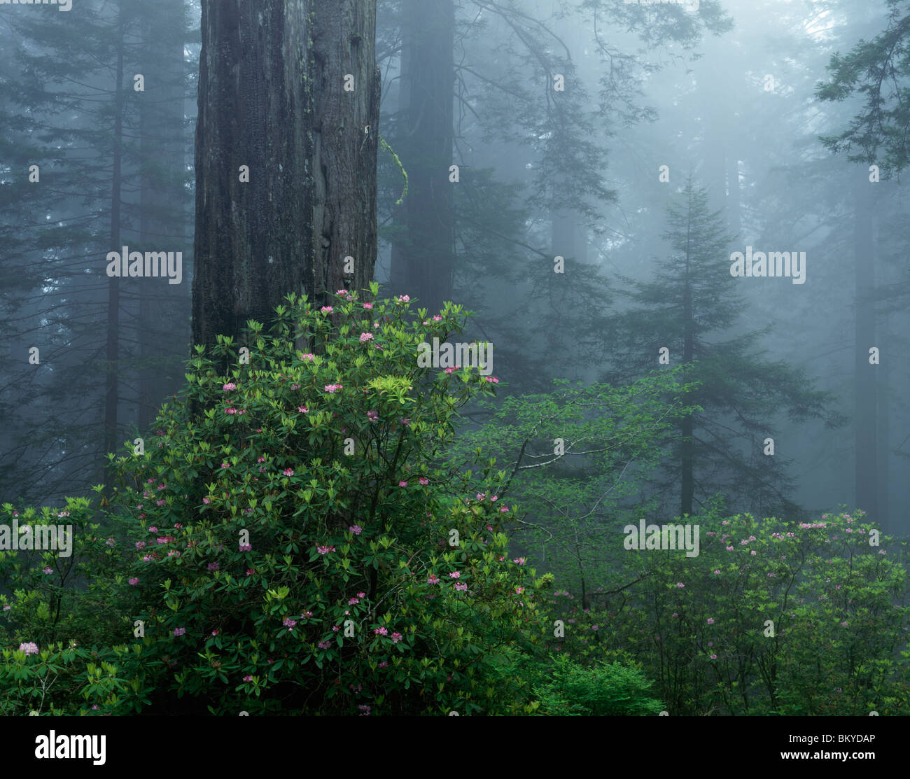 Redwood National Park, Rhododendron flowers and redwood trees in forest ...