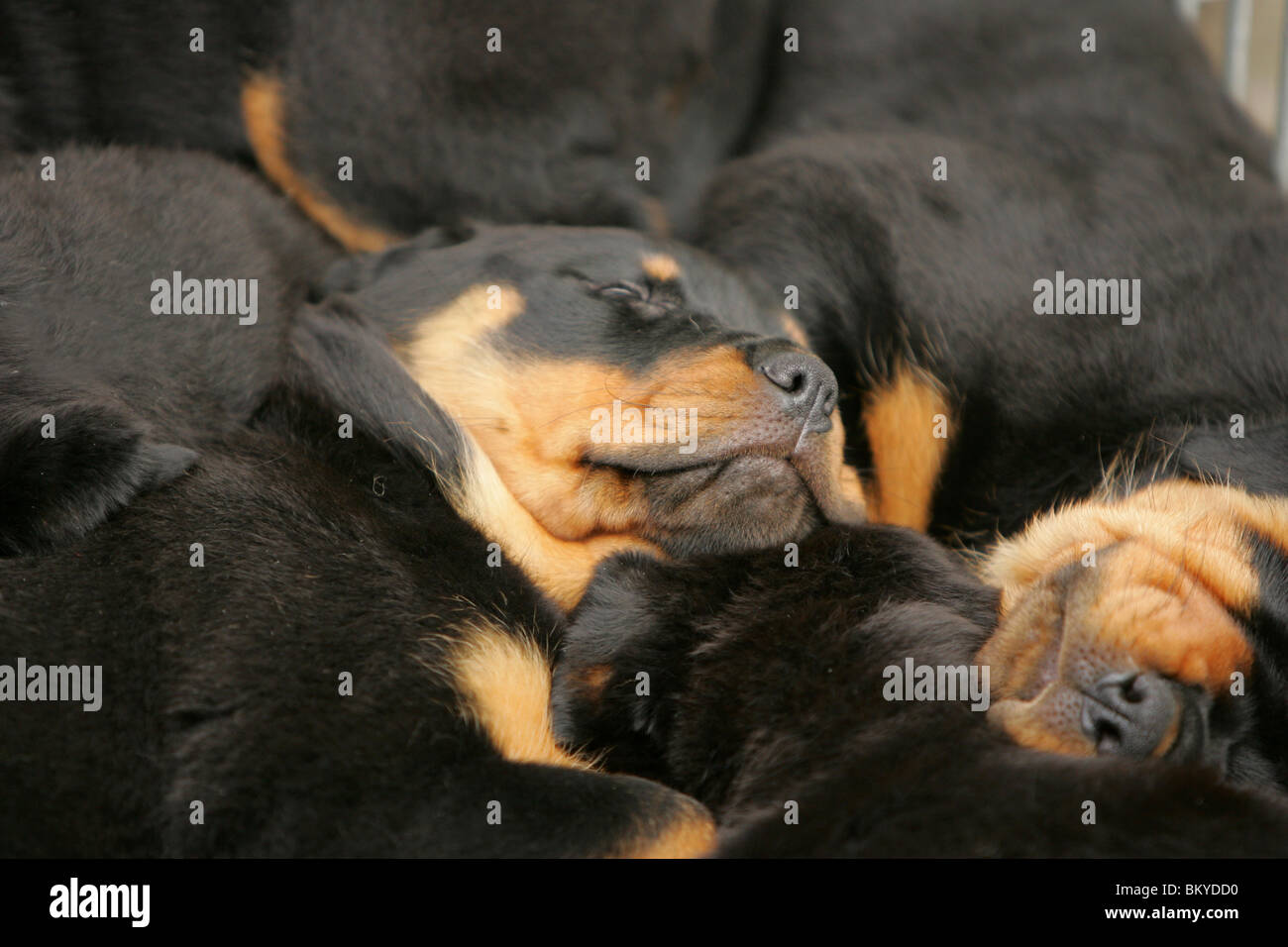 Three rottweiler dogs hi-res stock photography and images - Alamy