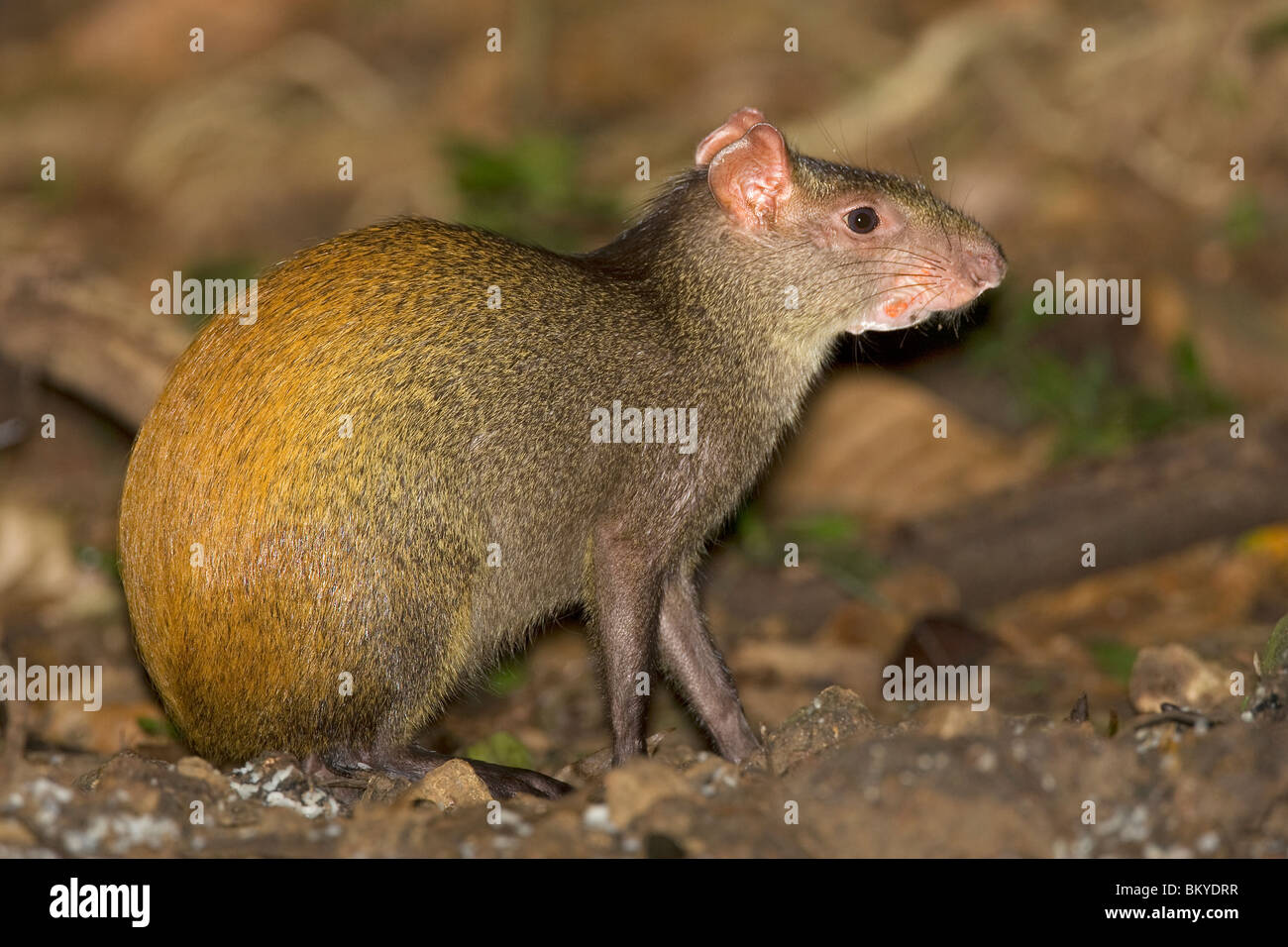 Brazilian rodent hi-res stock photography and images - Alamy