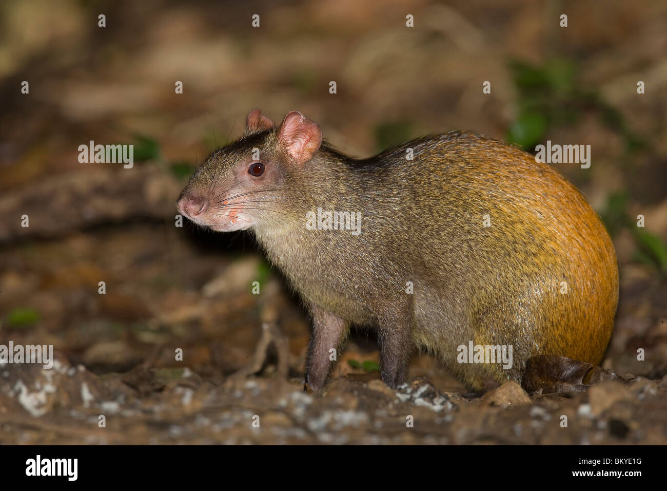 Brazilian agouti looking for food Stock Photo - Alamy
