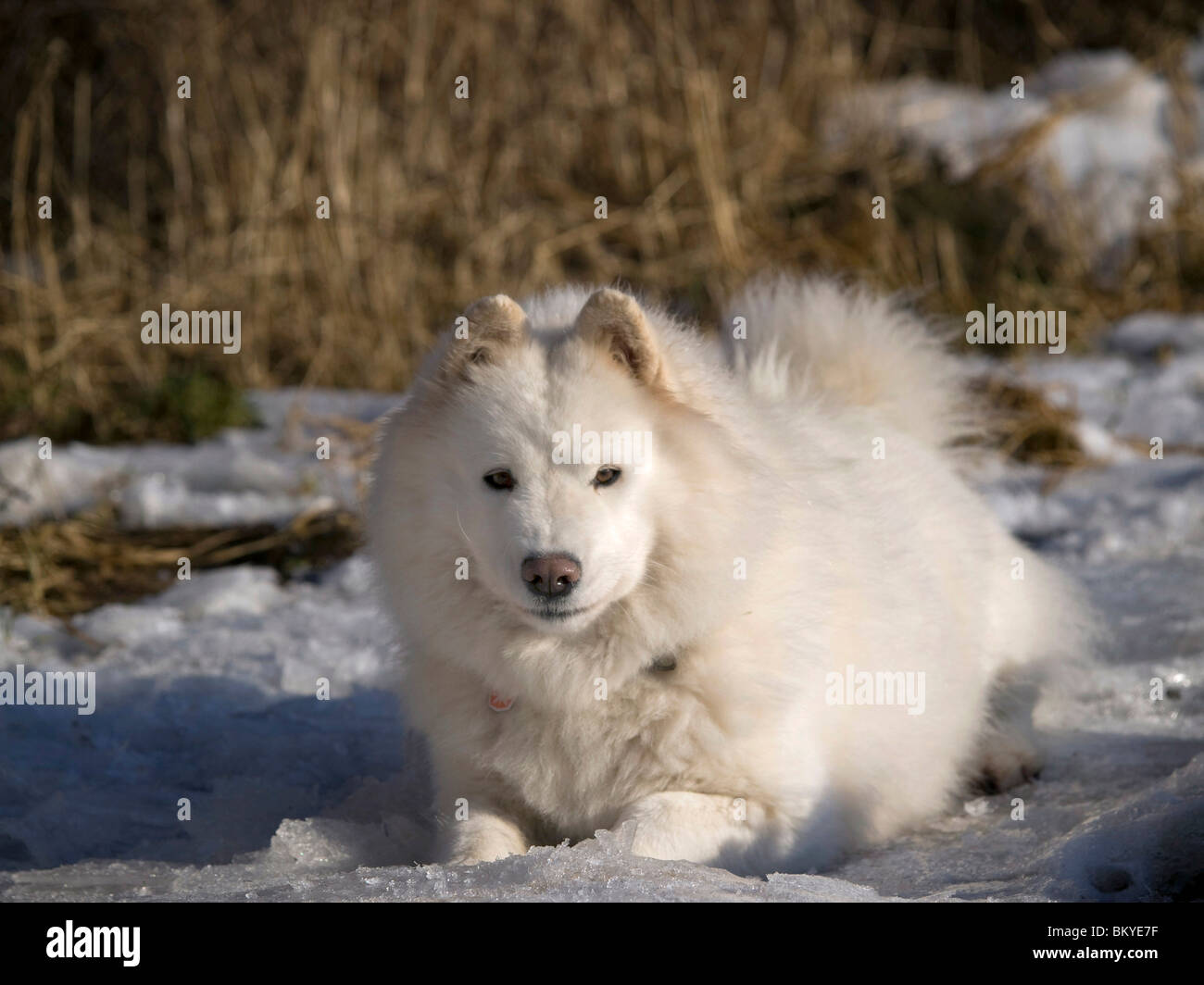 Samoyed breed size hi-res stock photography and images - Alamy
