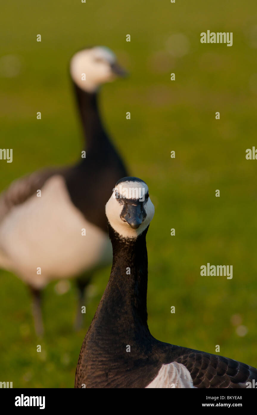 Bavarian geese hi-res stock photography and images - Alamy