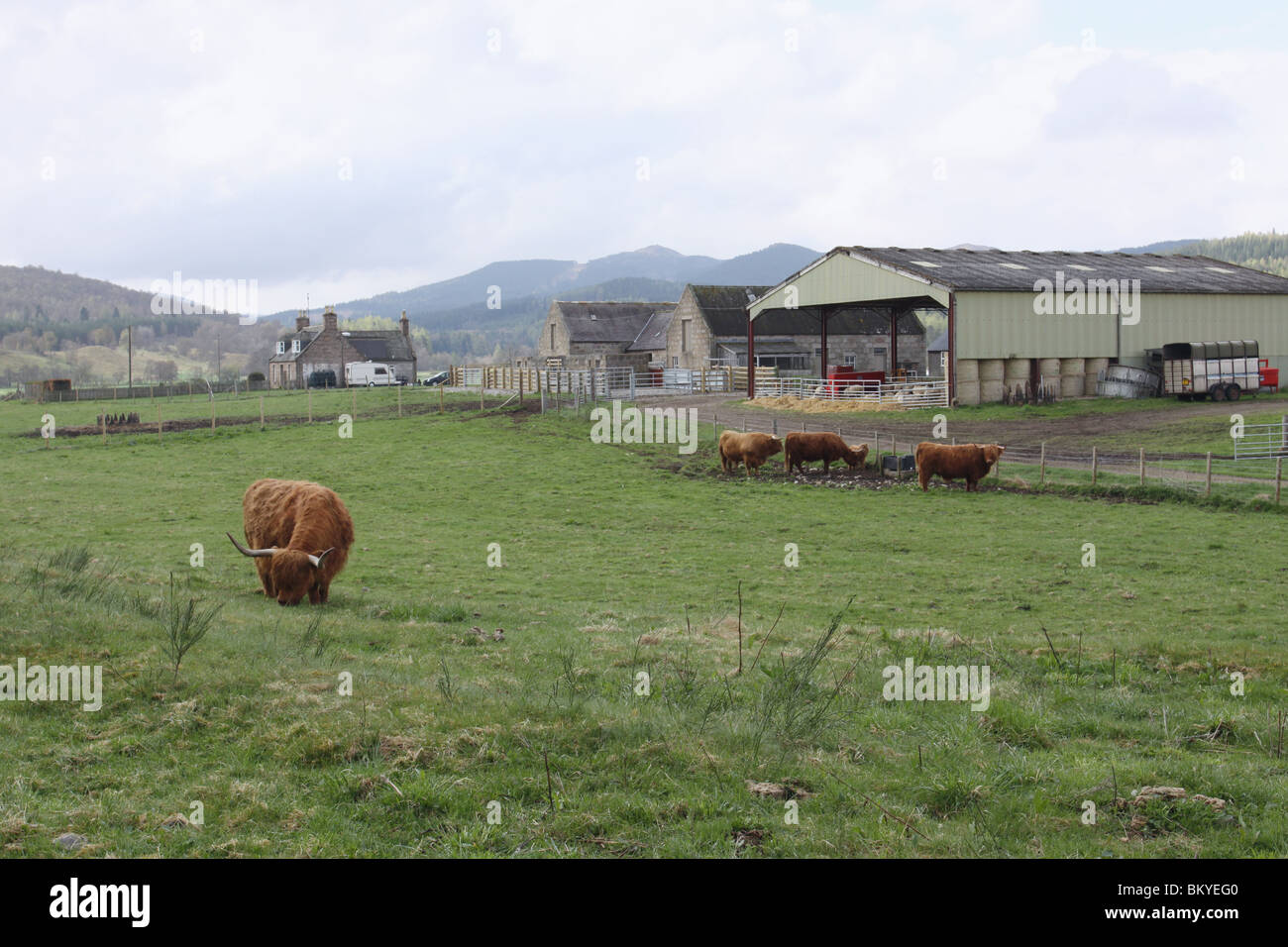 Scottish farm with highland cows near Ballater Aberdeenshire Scotland ...